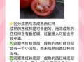 没熟的西红柿能吃吗_生吃青西红柿会中毒吗