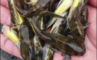 黄骨鱼营养价值高吗_黄骨鱼的功效与作用