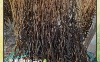 梅菜是什么菜_梅菜和雪里蕻的区别