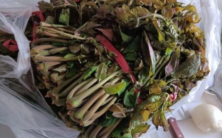 香椿芽怎么腌制_香椿芽腌制能放多久