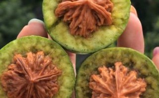 青皮核桃文玩怎么阴干_青皮核桃阴干需要多久