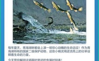 青海湖湟鱼什么时候洄游_青海湖湟鱼为什么不能吃