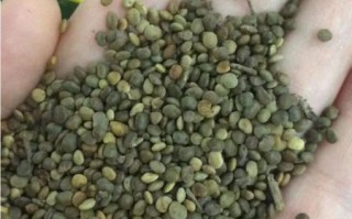 苜蓿草种子多少钱一斤_苜蓿种子价格影响因素