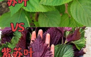 苏子叶和紫苏叶一样吗_区别与功效对比