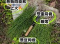 野葱能吃吗_野葱怎么吃安全