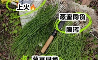 野葱能吃吗_野葱怎么吃安全