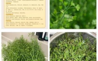 荠菜怎么读_荠菜的正确读音是什么