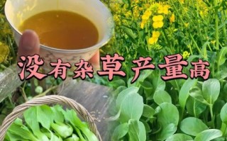 油菜苗的功效与作用_油菜苗怎么吃最营养