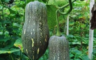 长南瓜图片大全_长南瓜品种有哪些