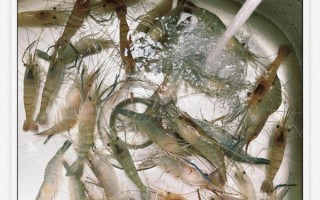 吃醉虾怎么预防寄生虫_醉虾寄生虫风险高吗