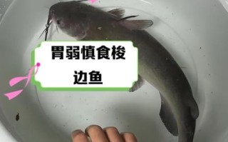 吃梭鱼的禁忌_哪些人不能吃梭鱼