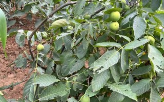 青皮核桃多少钱一斤_新鲜青皮核桃价格行情