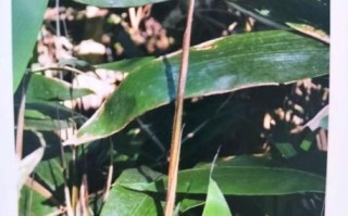 箬竹叶怎么挑选_箬竹叶有哪些功效