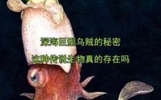 深海乌贼王真的存在吗_深海巨型乌贼最大有多大