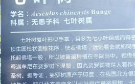 裟椤怎么读_裟椤是什么意思