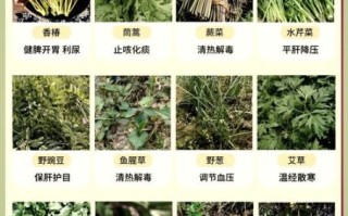 苦苣菜的功效与禁忌_哪些人不能吃