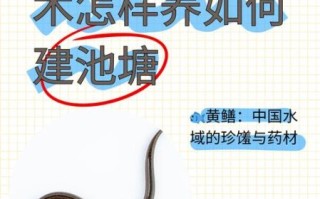 黄鳝养殖技术_如何提高成活率