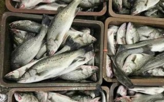 鲈鱼现在市场价多少钱一斤_2024最新行情