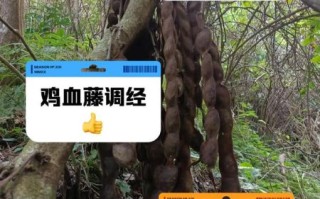 鸡血藤的功效与作用_鸡血藤适合什么人吃