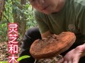 灵芝菇图片_如何辨别真假