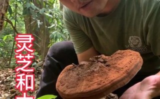 灵芝菇图片_如何辨别真假