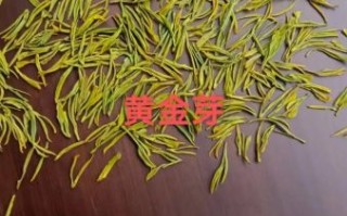黄金芽属于什么茶_黄金芽是绿茶吗