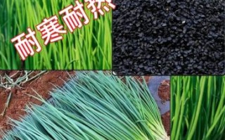 小香葱图片_如何辨别新鲜小香葱