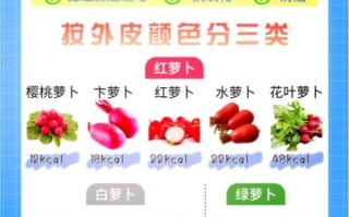 白萝卜怎么吃减肥_白萝卜减肥的正确吃法