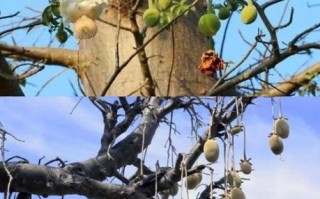 猴面包树果实好吃吗_猴面包树果实口感怎么样