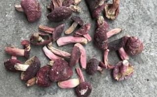 野生蘑菇怎么清洗_野生蘑菇怎么炒才好吃