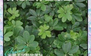 鹅掌木怎么养_鹅掌木掉叶子怎么办