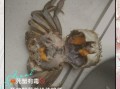 大闸蟹刚死能吃吗_如何判断刚死大闸蟹是否安全