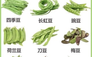 豆子大全图片带名字_常见豆子种类有哪些