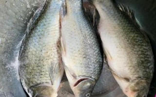 蒸鲫鱼要多长时间熟_蒸鲫鱼最佳时间是多少分钟