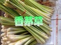 香茅吃哪个部位_香茅怎么吃最好