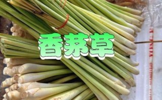 香茅吃哪个部位_香茅怎么吃最好
