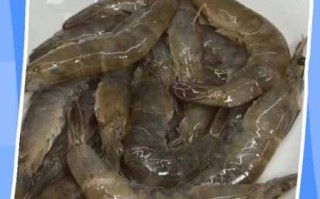 虾肚子密密麻麻的小颗粒是什么_虾肚子小颗粒能吃吗