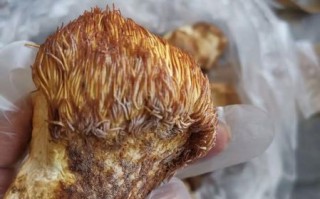 野生猴头菇长什么样_如何辨别真假野生猴头菇