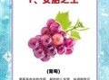 孕妇吃什么水果对胎儿好_孕期水果选择指南