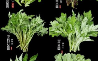 做青团的艾草是哪种_青团艾草品种区别