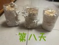 平菇栽培技术_平菇出菇慢怎么办