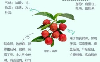 山楂怎么吃消除脂肪肝_山楂护肝正确吃法
