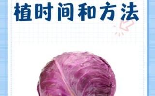 甘蓝菜什么时候种最合适_甘蓝菜种植方法步骤