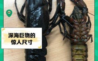 巨型龙虾有多大_巨型龙虾价格多少钱一斤