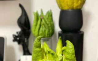 金华佛手哪里买正宗_金华佛手多少钱一斤