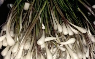 野葱头图片_野葱头怎么区分真假