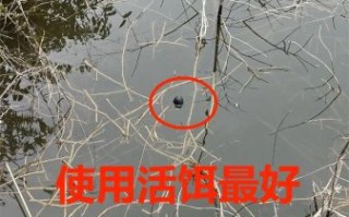 鲶鱼用什么饵料钓最好_鲶鱼饵料配方大全