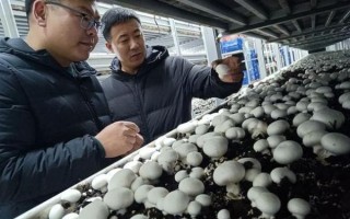 双孢菇种植技术_如何提高产量