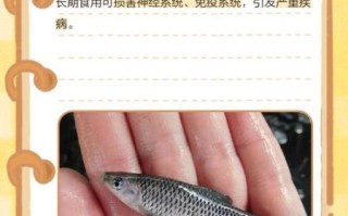 麦穗鱼怎么养_麦穗鱼吃什么