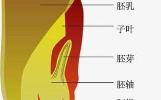 玉米种子结构图_玉米种子由哪几部分组成